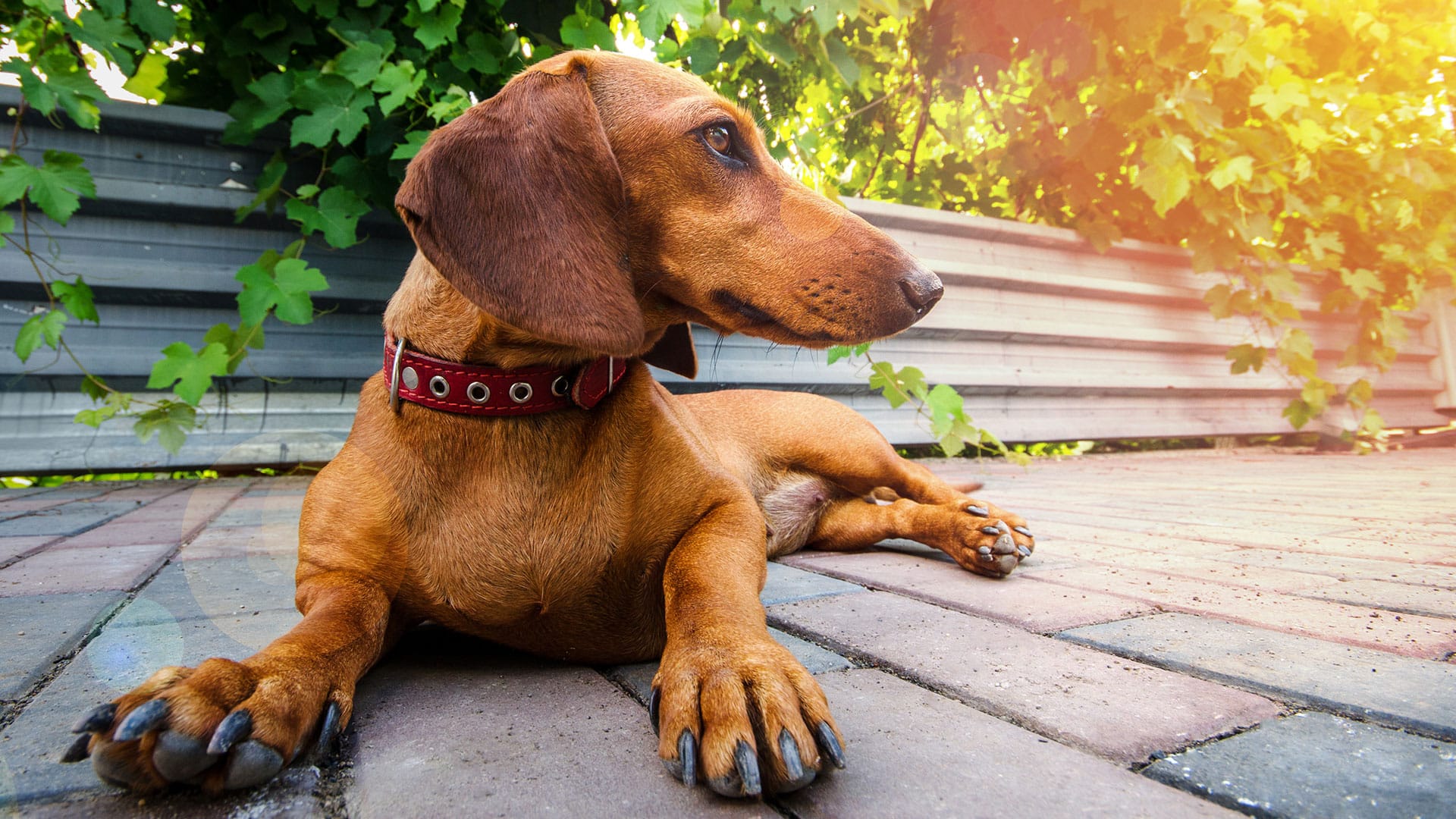 Jamnik - opis rasy, charakter, wygląd, cena | Pets style