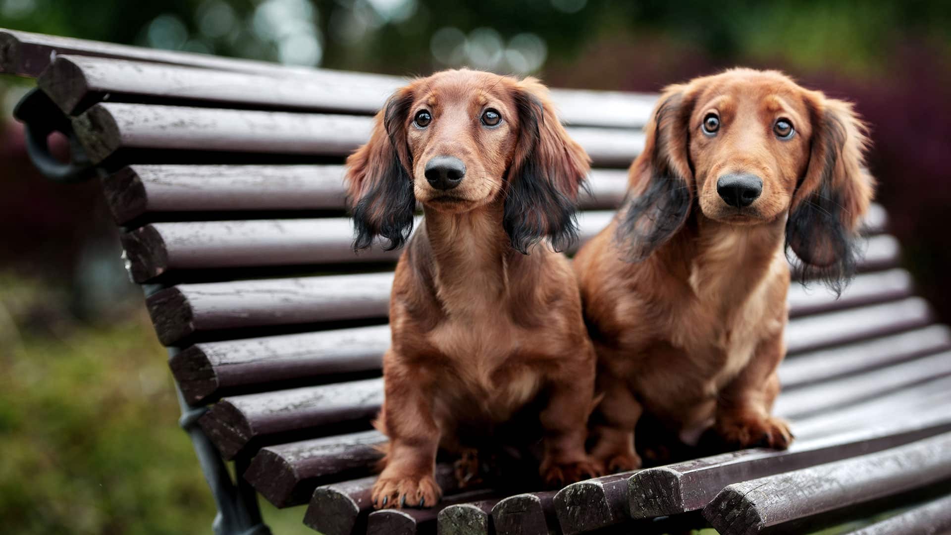 Jamnik - opis rasy, charakter, wygląd, cena | Pets style