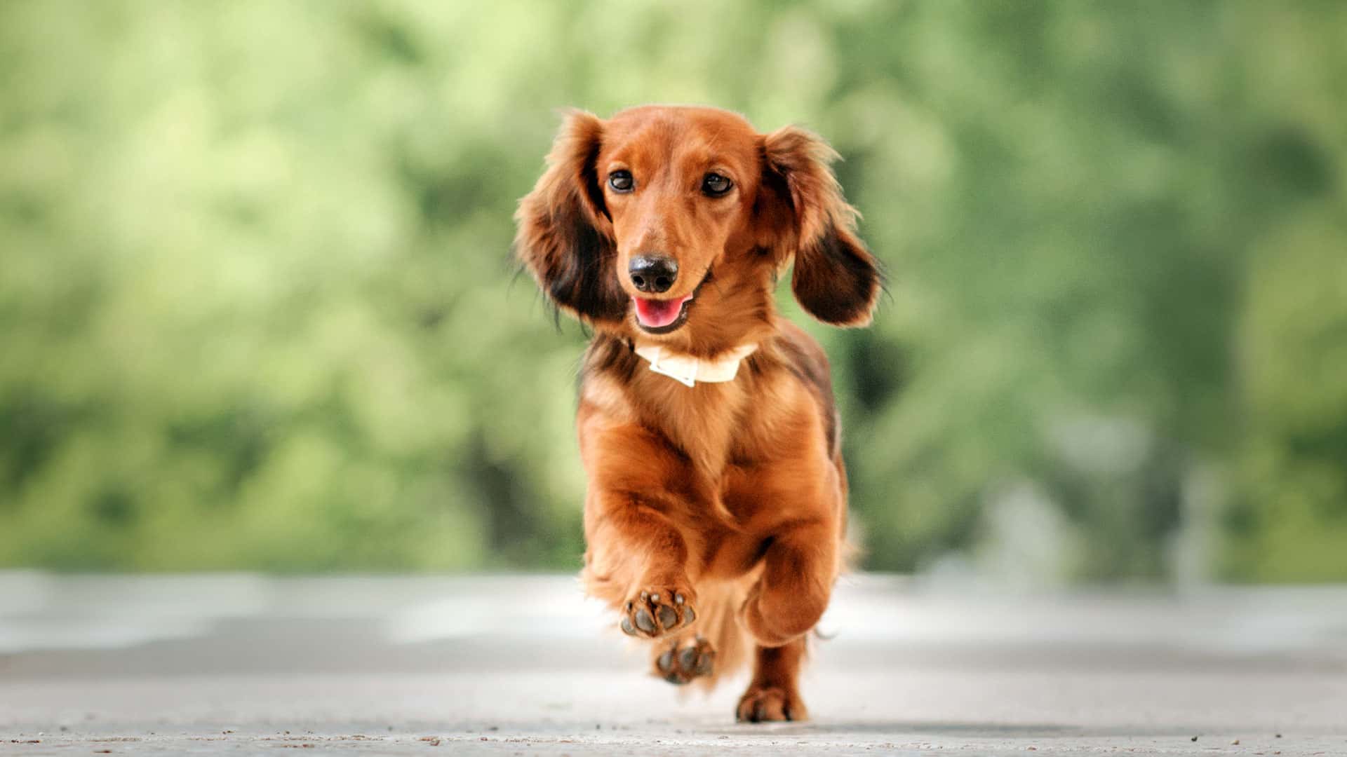 Jamnik - opis rasy, charakter, wygląd, cena | Pets style