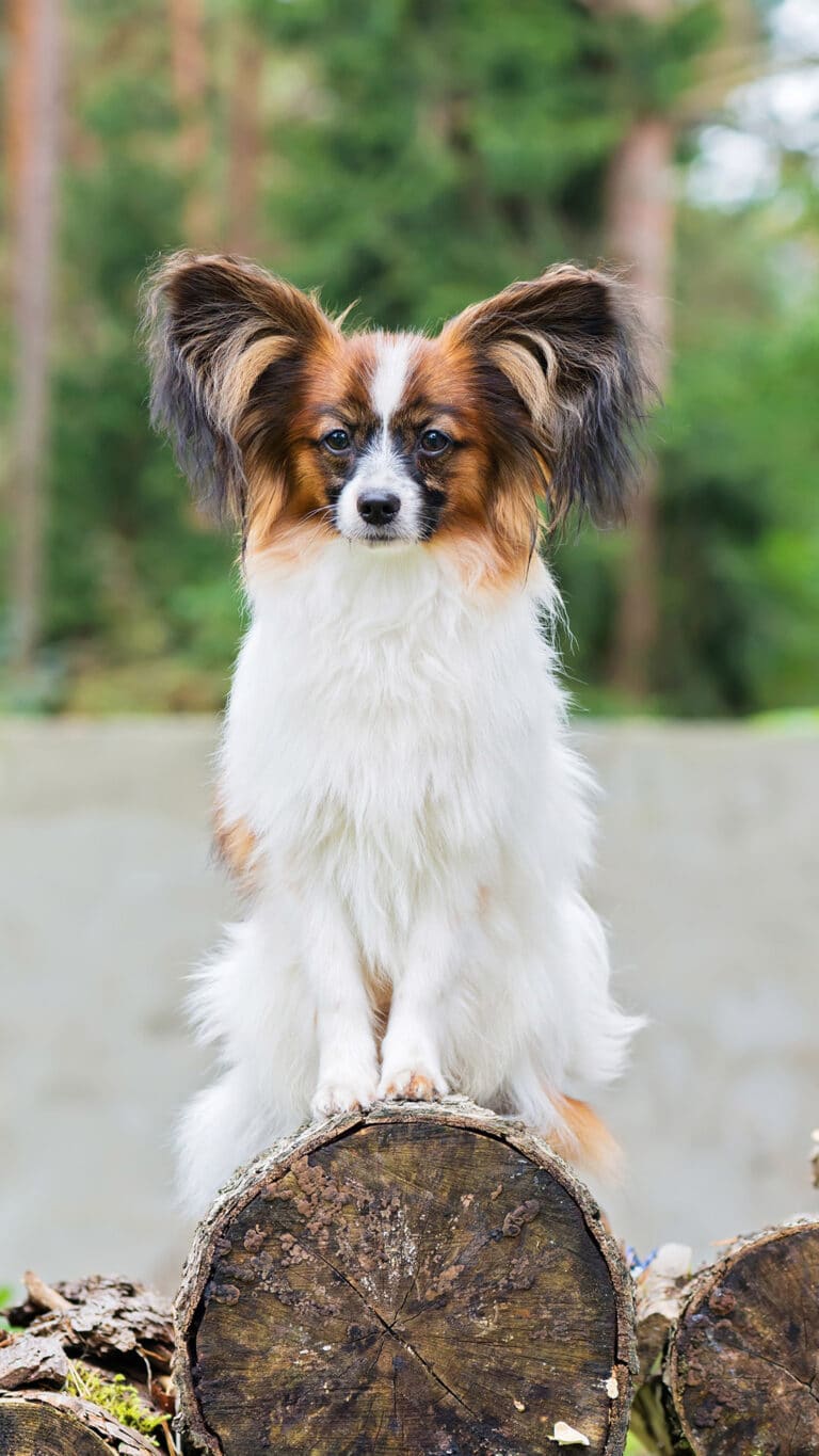 Małe Rasy Psów. Poznaj Najpopularniejsze Małe Pieski | PETS STYLE