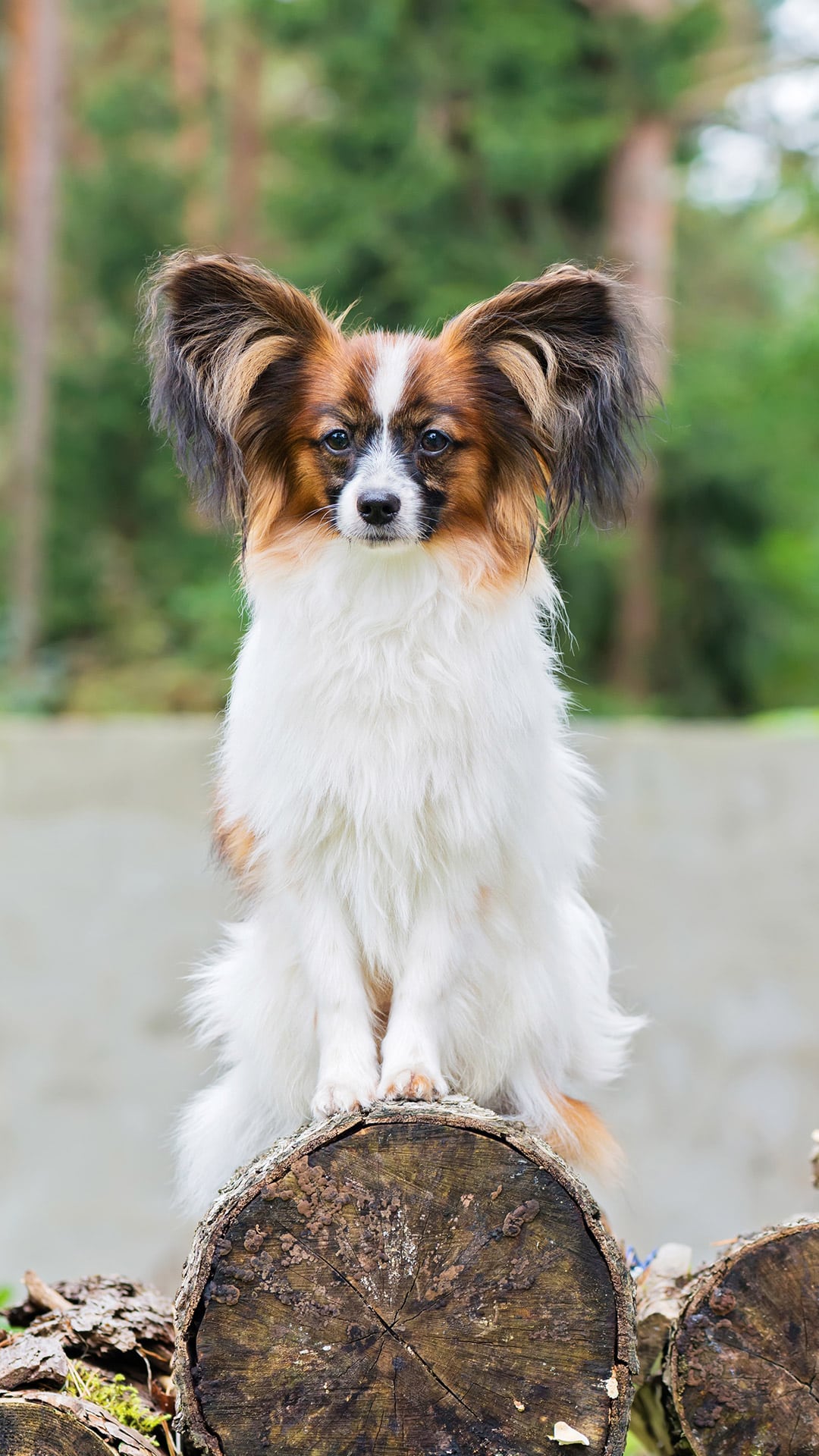 Małe Rasy Psów. Poznaj Najpopularniejsze Małe Pieski | PETS STYLE