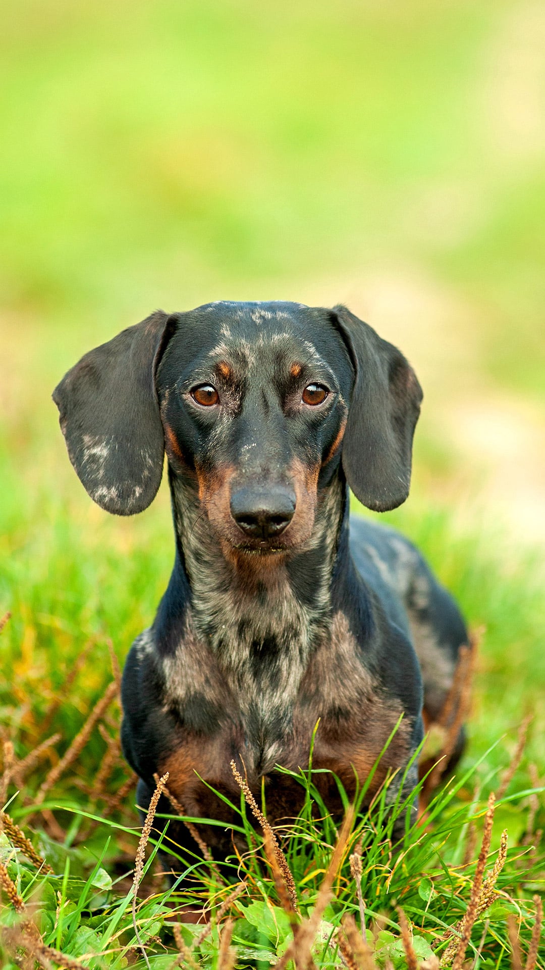 Małe Rasy Psów. Poznaj Najpopularniejsze Małe Pieski | PETS STYLE