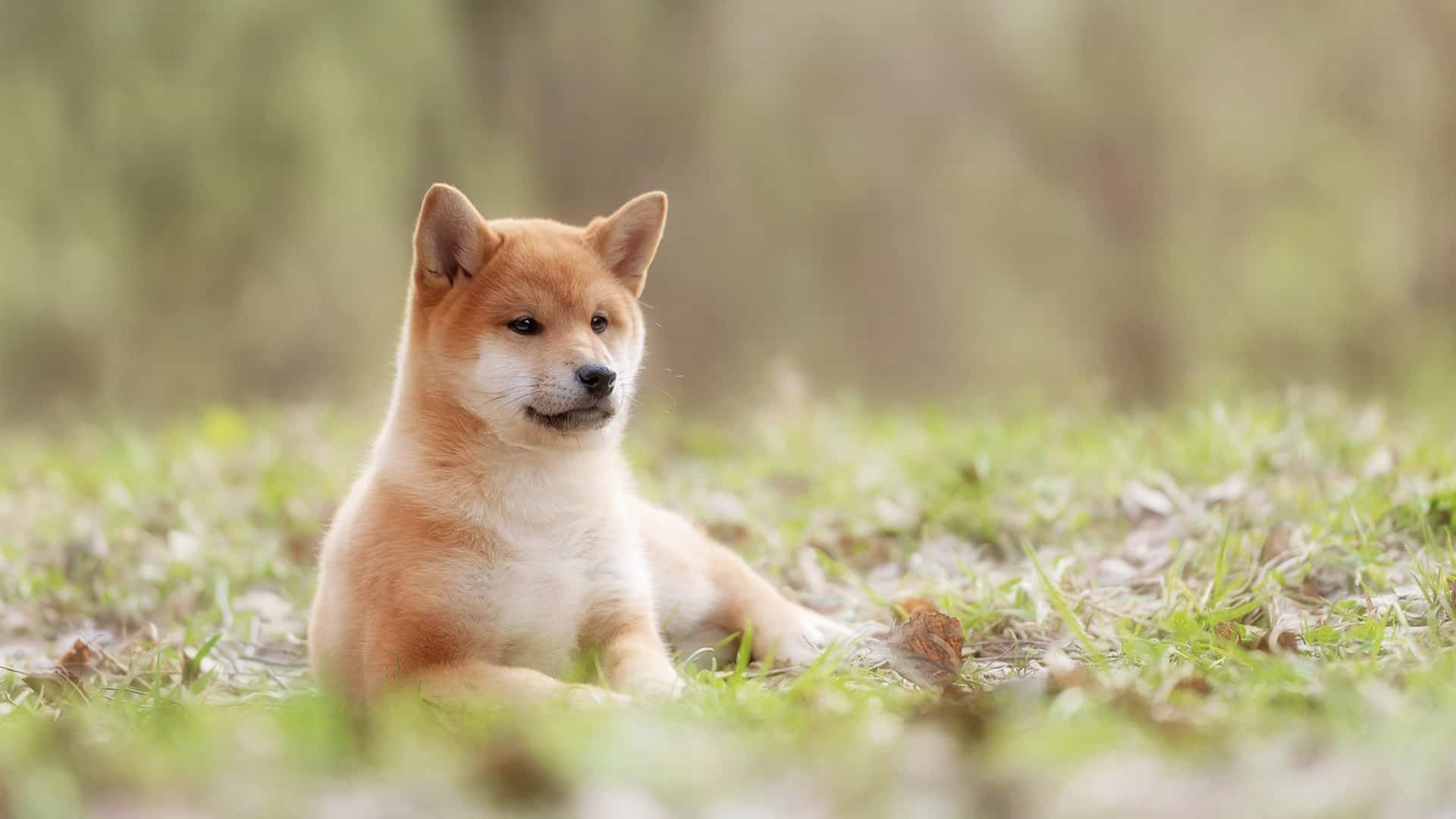 Małe Rasy Psów. Poznaj Najpopularniejsze Małe Pieski | PETS STYLE