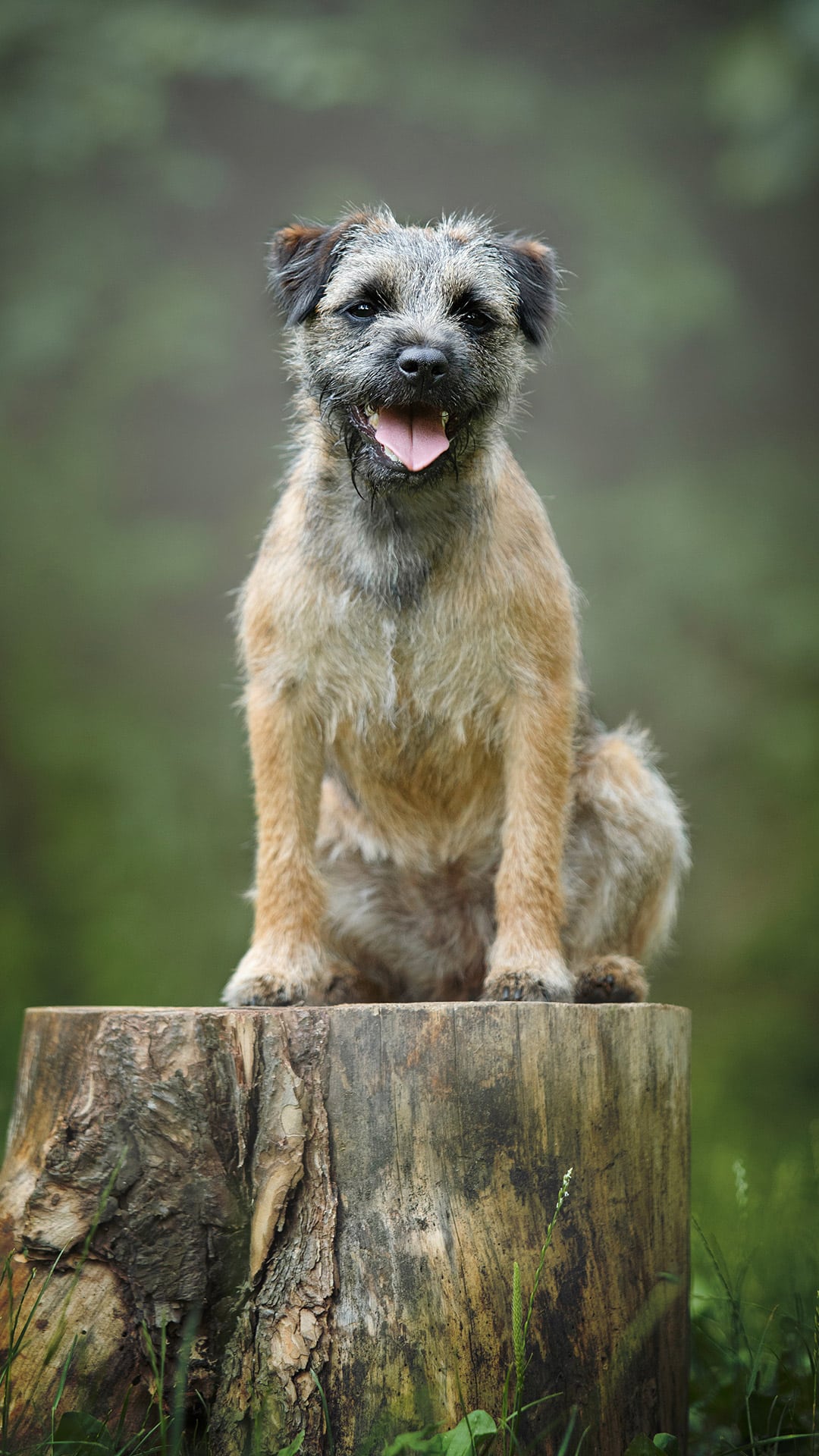 Małe Rasy Psów. Poznaj Najpopularniejsze Małe Pieski | PETS STYLE