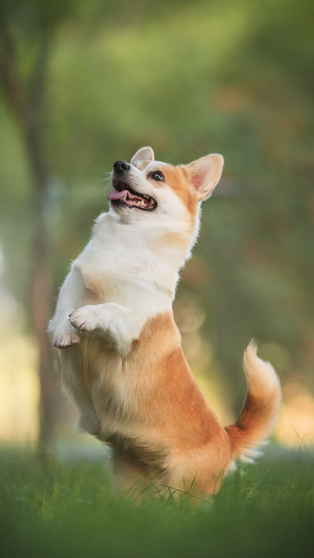 Małe Rasy Psów. Poznaj Najpopularniejsze Małe Pieski | PETS STYLE