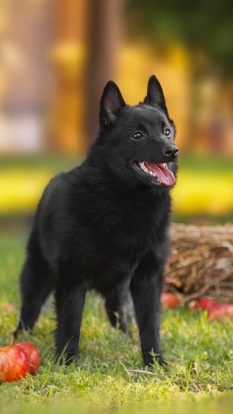 Małe Rasy Psów. Poznaj Najpopularniejsze Małe Pieski | PETS STYLE