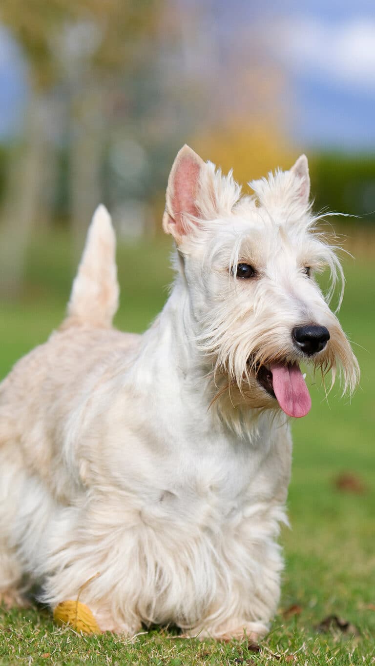 Małe Rasy Psów. Poznaj Najpopularniejsze Małe Pieski | PETS STYLE
