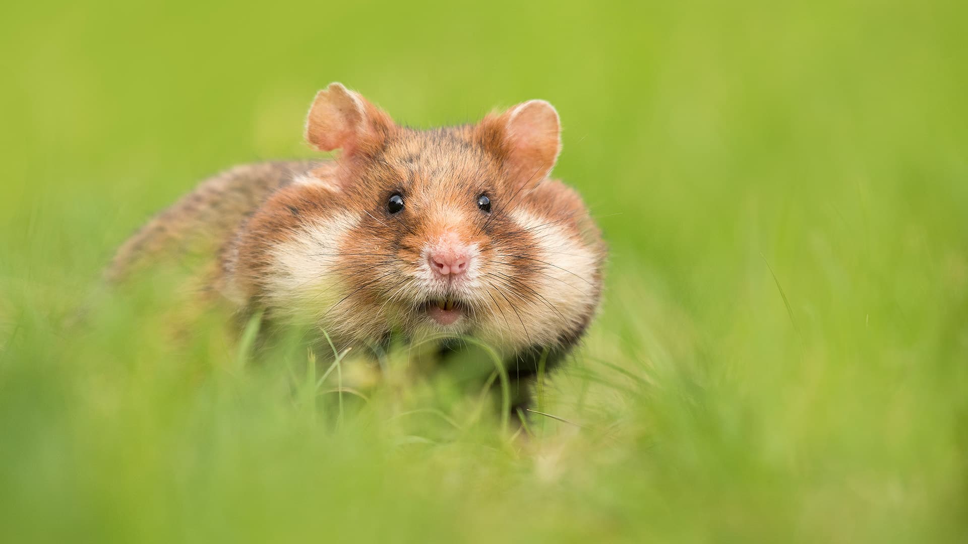 Co Jedzą Chomiki – Zasady Żywienia Gryzoni | PETS STYLE