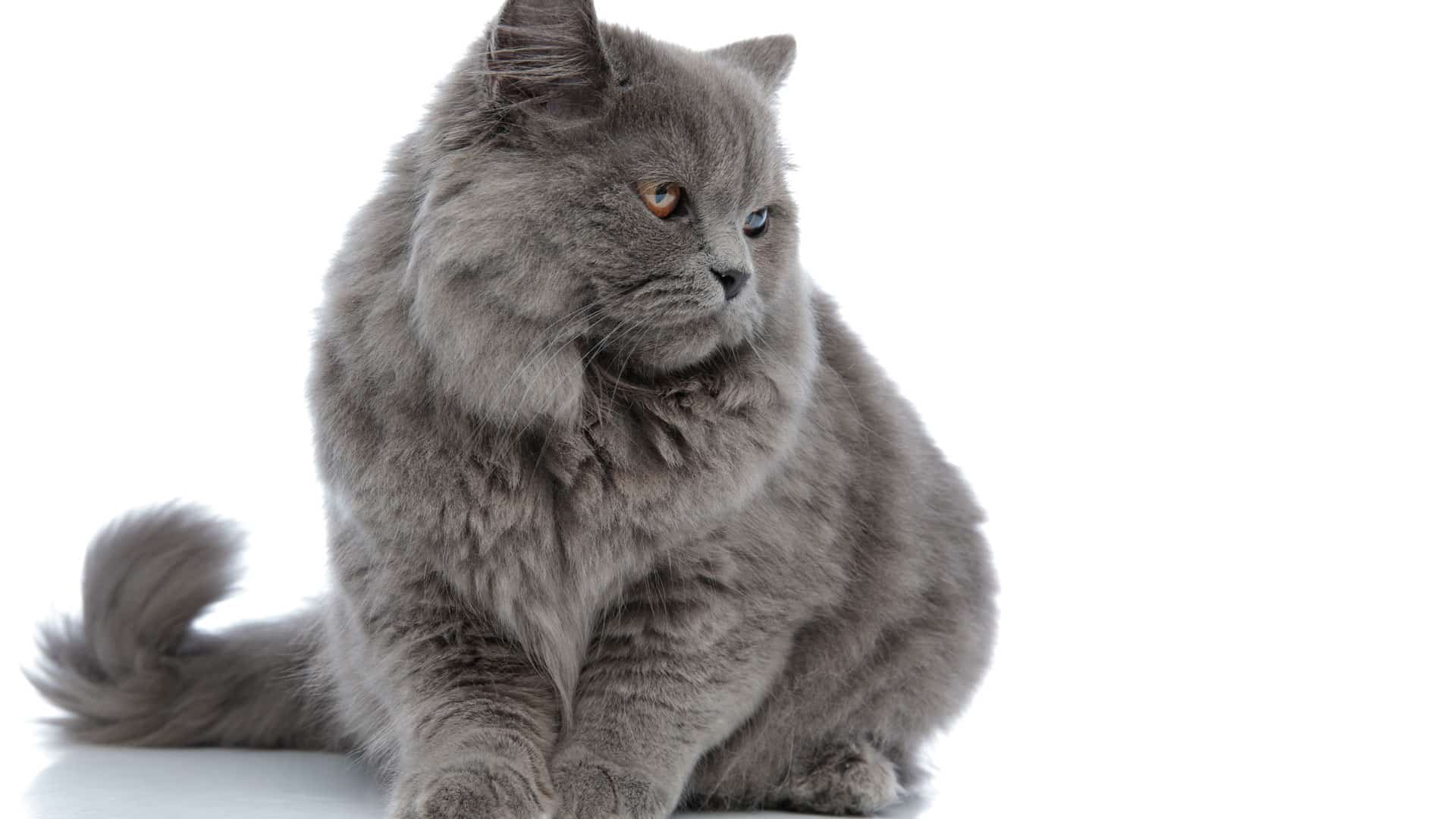 Czym Karmić Kota? Bezpieczna i Zdrowa Dieta | PETS STYLE