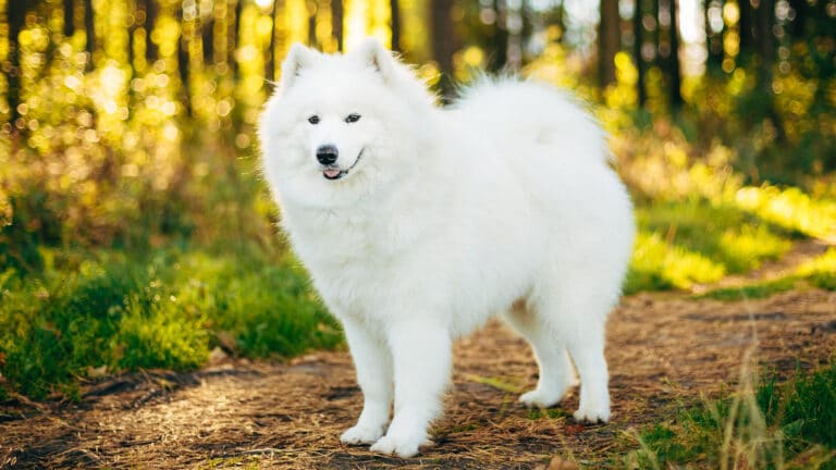 Samojed | Samoyed. Wszystko o Rasie. Ile kosztuje?