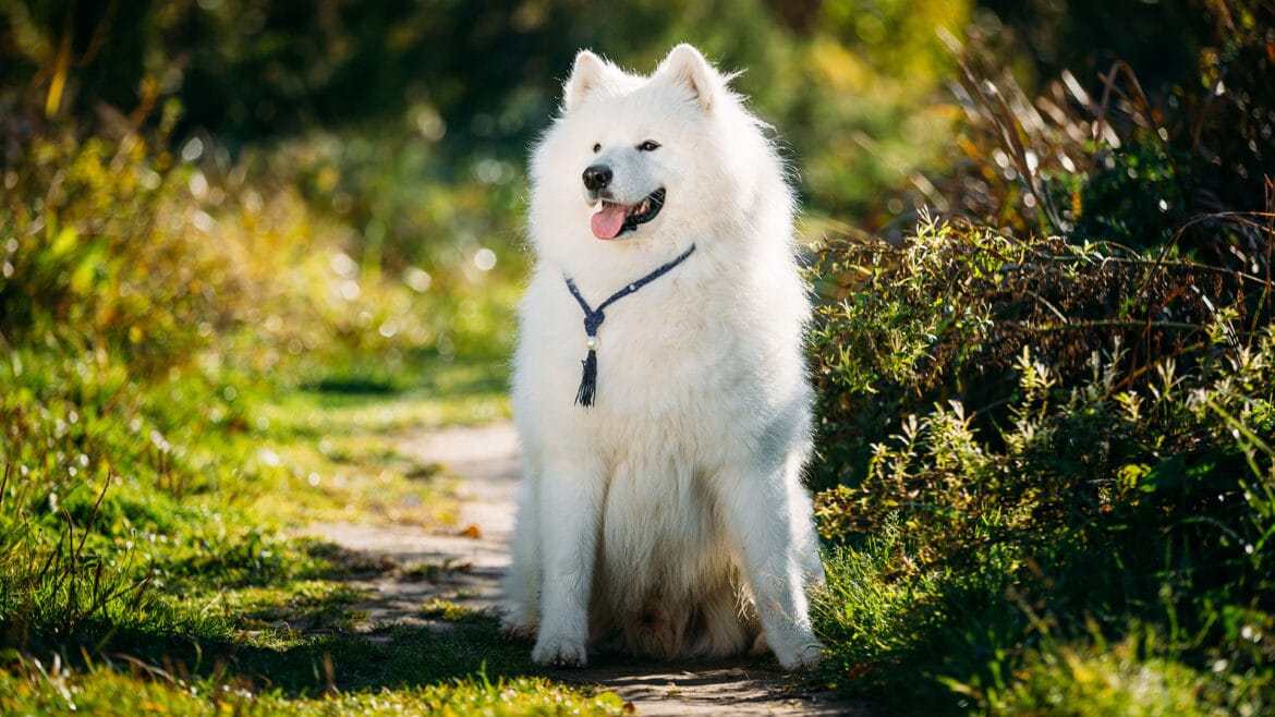 Samojed | Samoyed. Wszystko o Rasie. Ile kosztuje?
