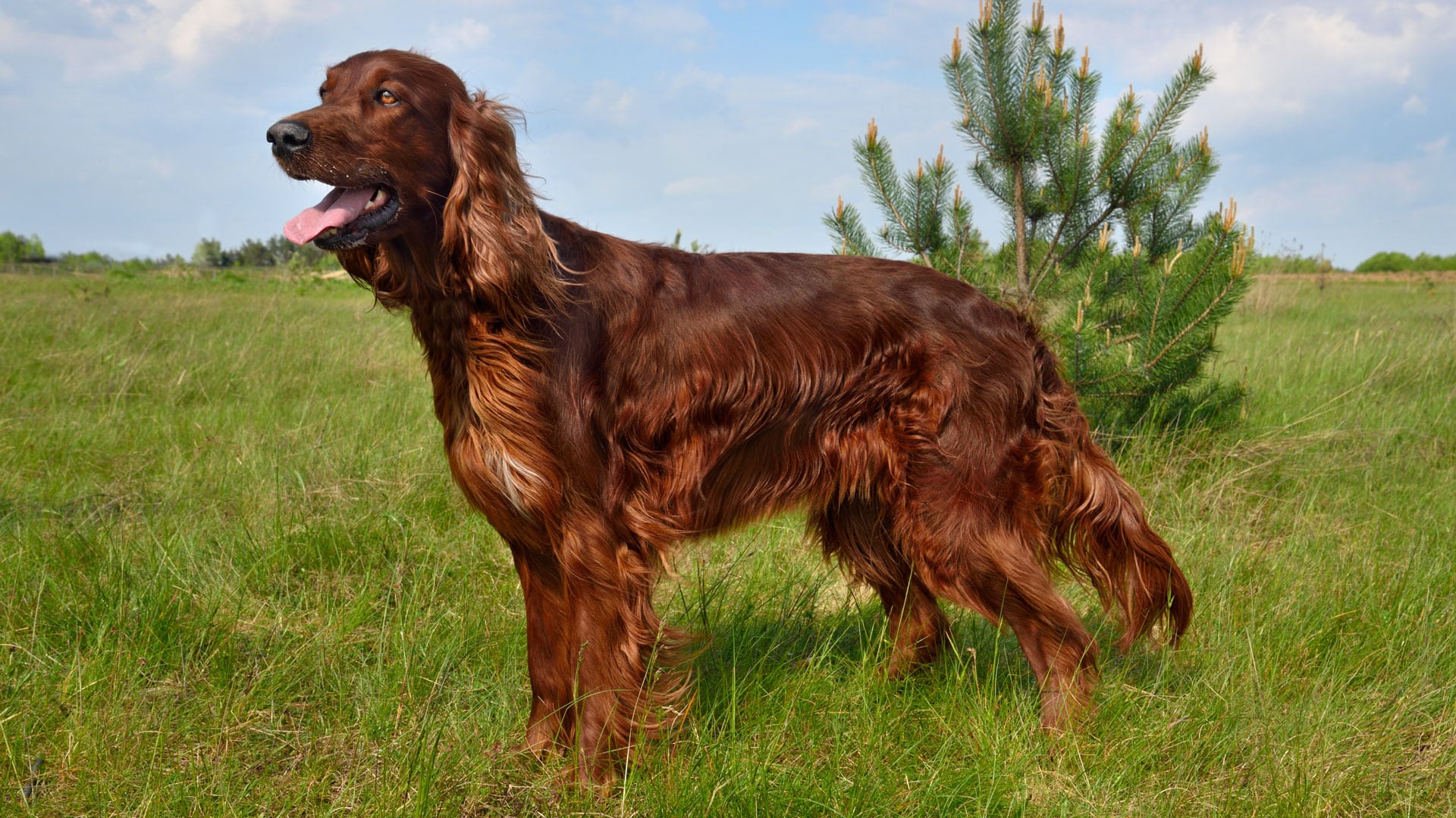 Seter Irlandzki. Charakter, Wadi i Zalety, Cena. Wszystko o Rasie ...