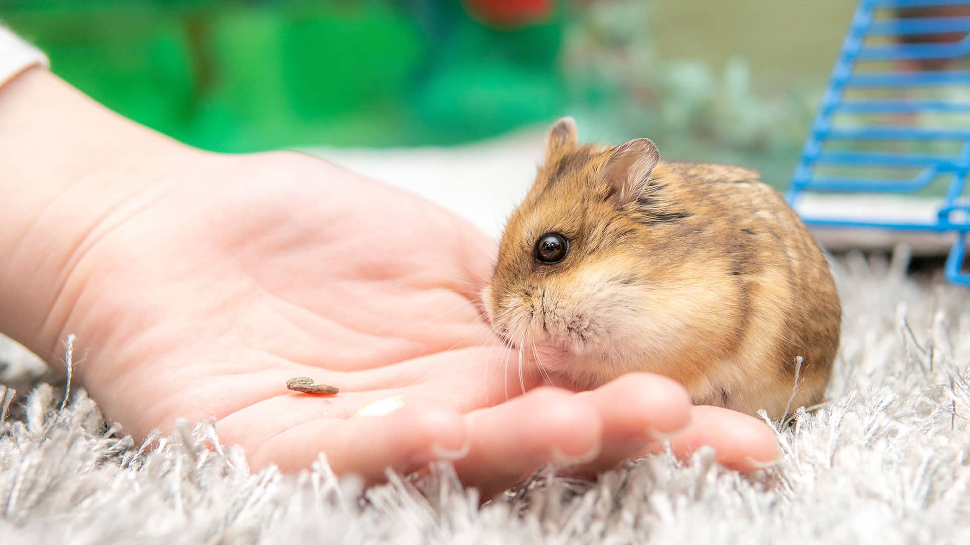 Co jedzą chomiki? - QUIZ | Blog - PETS STYLE