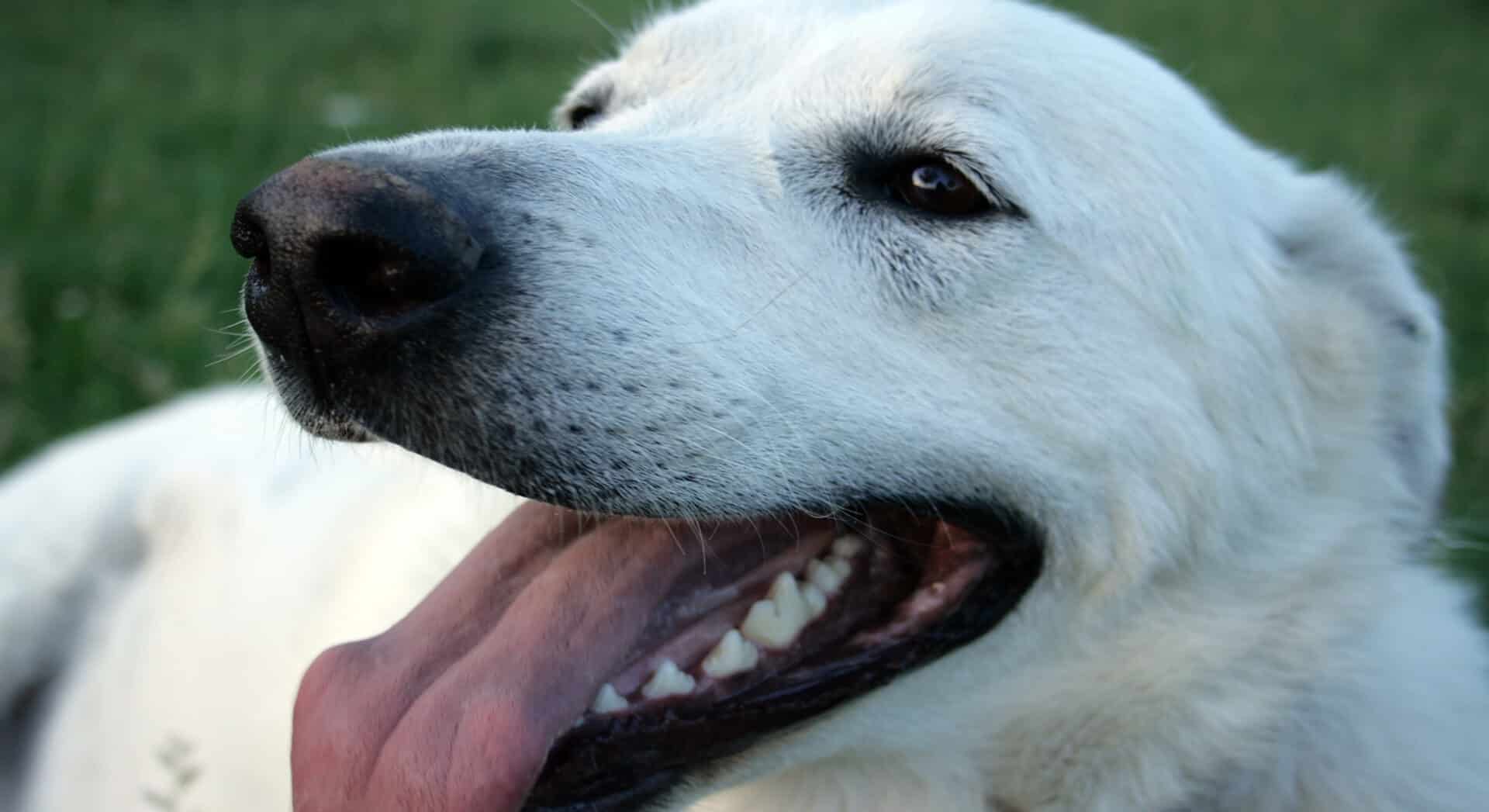 Biały Pies. Rasy Białych Psów TOP 10. Poznaj Duże i Małe Pieski - PETS ...