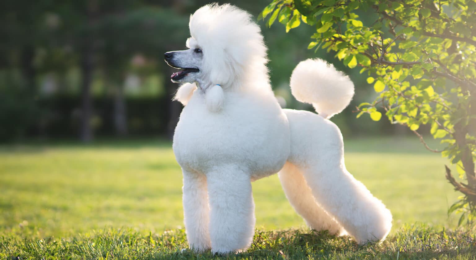 Biały Pies. Rasy Białych Psów TOP 10. Poznaj Duże i Małe Pieski - PETS ...