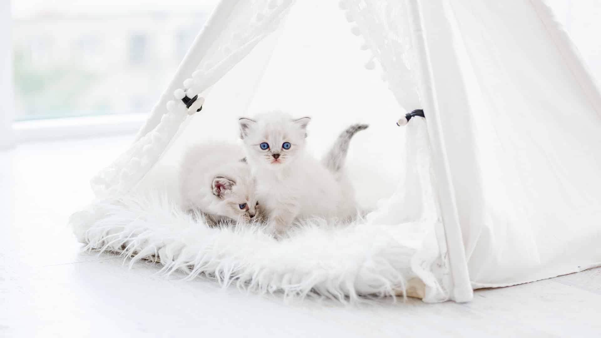 Koty Rasy Ragdoll Charakter, Pielęgnacja, Cena - PETS STYLE