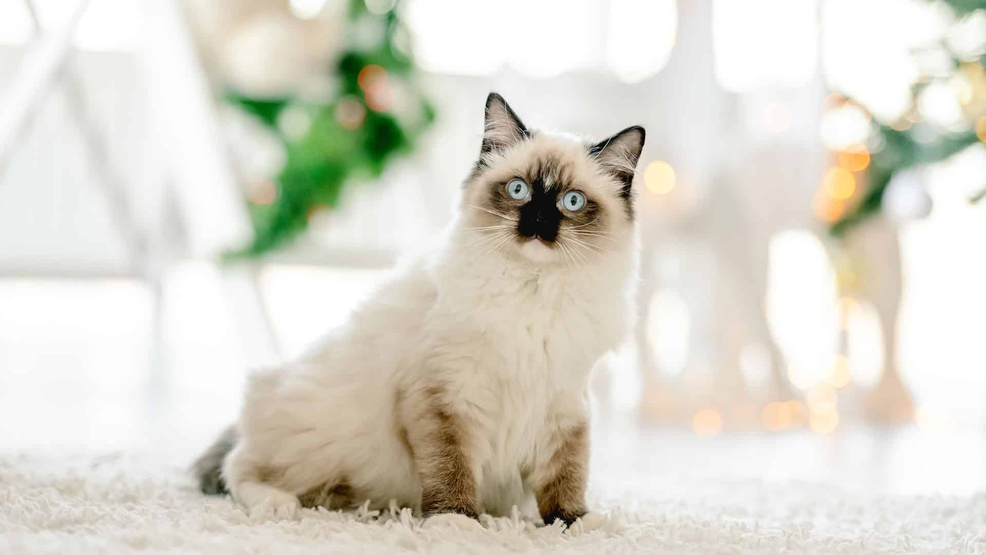 Koty Rasy Ragdoll Charakter, Pielęgnacja, Cena - PETS STYLE