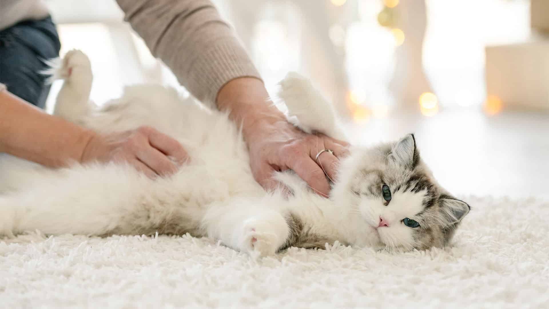 Koty Rasy Ragdoll Charakter, Pielęgnacja, Cena - PETS STYLE