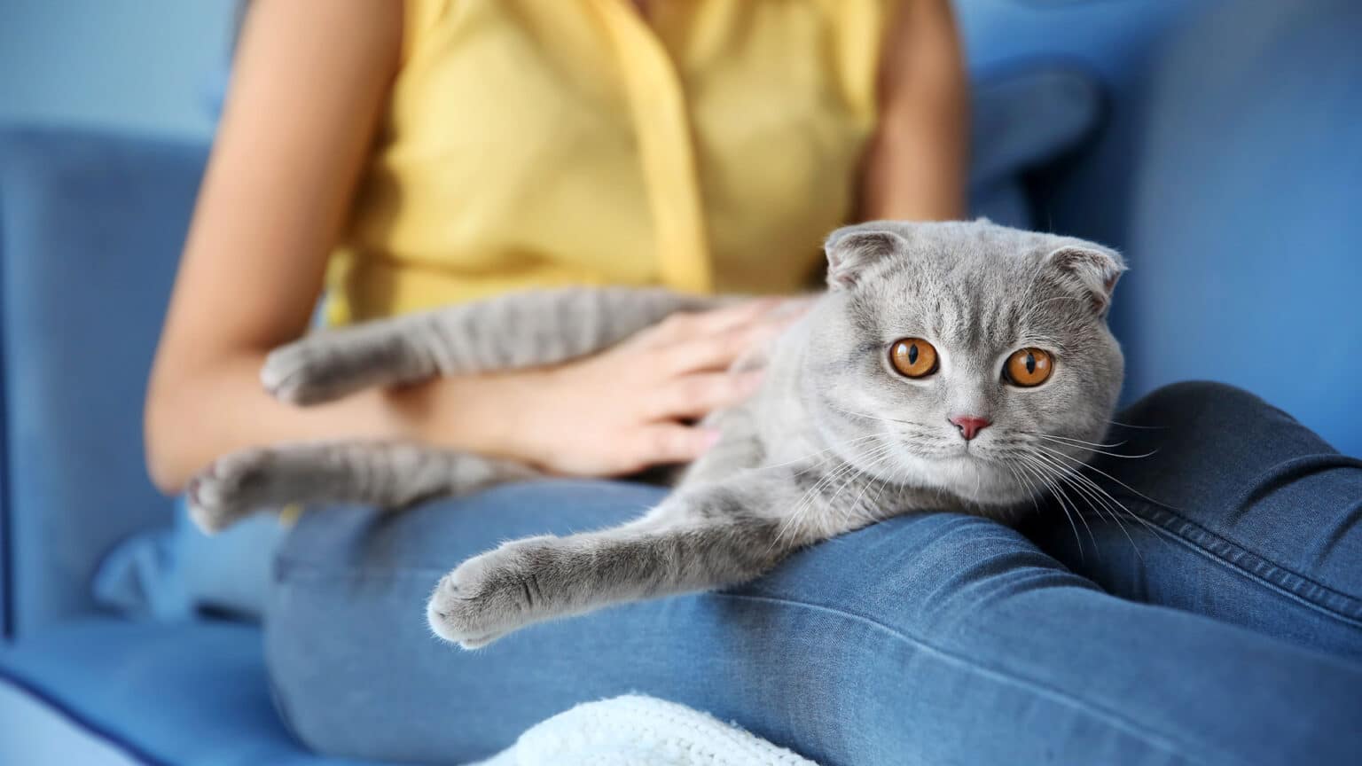 Kot Szkocki Zwisłouchy. Charakter, Cena, Opis. Koty Szkockie - PETS STYLE