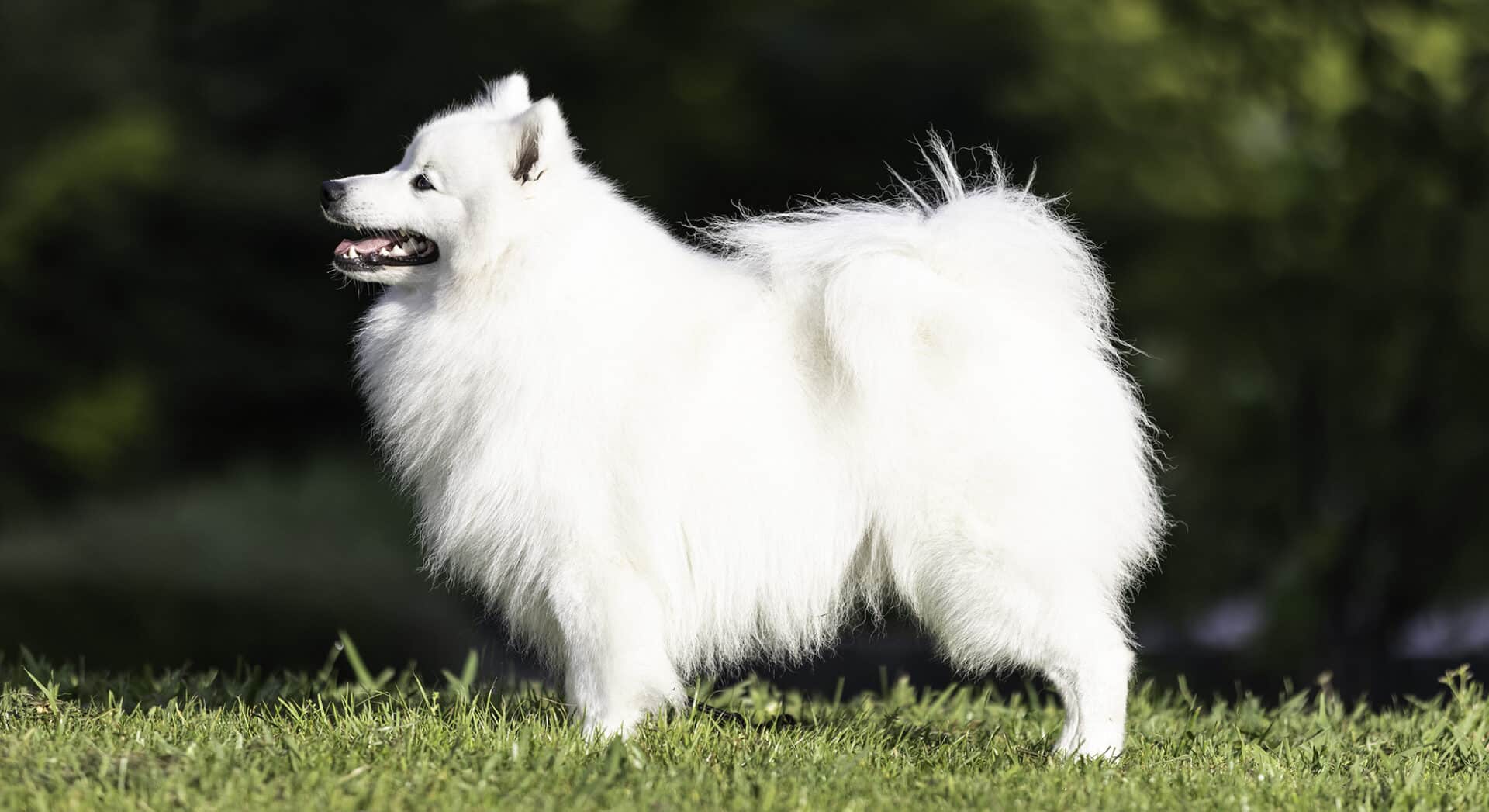 Biały Pies. Rasy Białych Psów TOP 10. Poznaj Duże i Małe Pieski - PETS ...