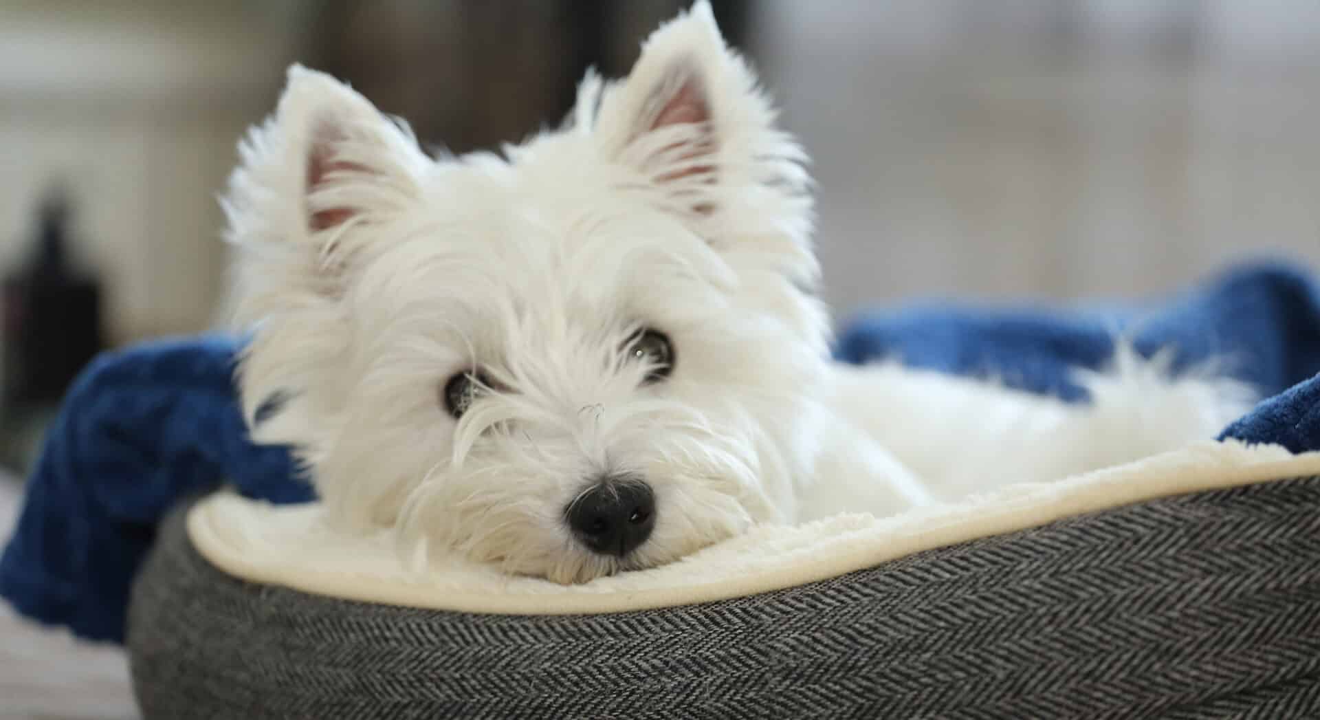 Biały Pies. Rasy Białych Psów TOP 10. Poznaj Duże i Małe Pieski - PETS ...