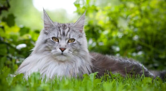 Największe koty domowe. Top 7 Dużych Ras Kotów. Charakterystyka - PETS STYLE