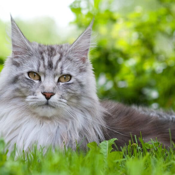 Neva Masquerade. Kot Syberyjski, Charakter, Cena - PETS STYLE