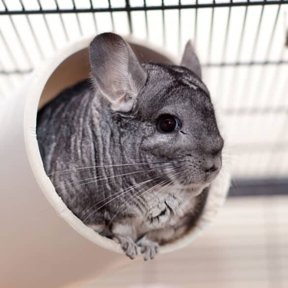 Chomik Syryjski Wygląd, Charakter, Cena, Zmysły - PETS STYLE