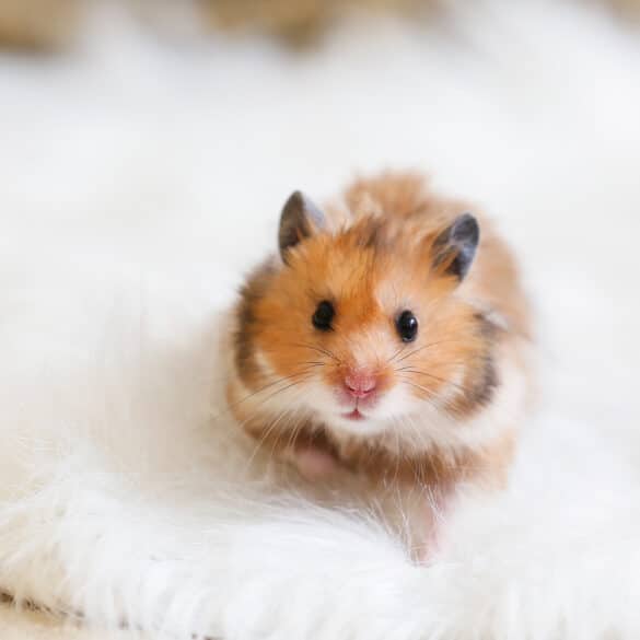 Chomik Roborowskiego. Opis, Ile Żyje, Co Je | PETS STYLE