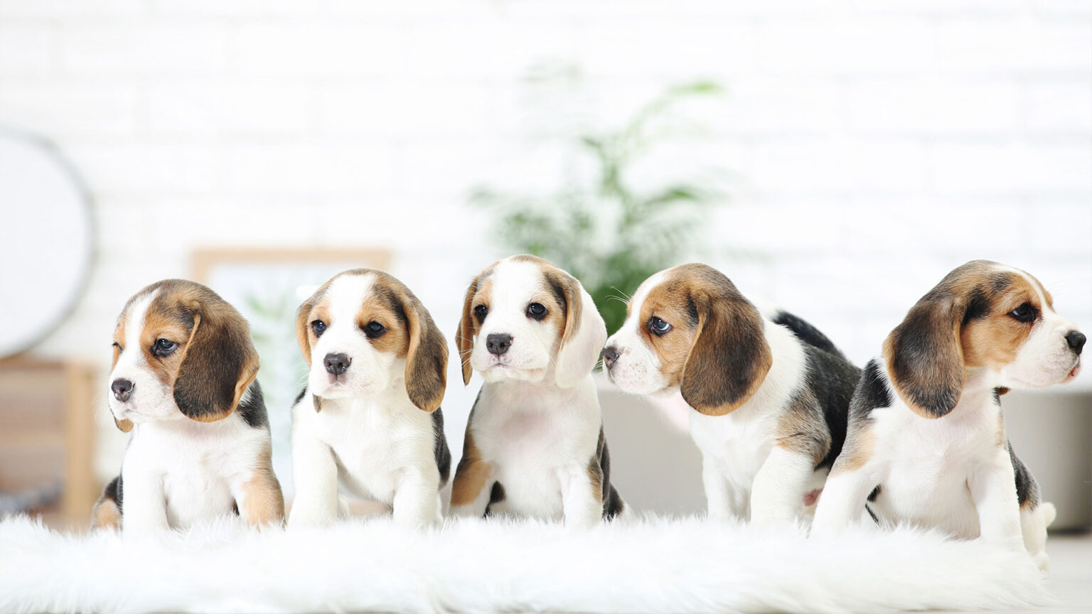 Beagle. Opis Rasy. Wygląd, Charakter, Cena - PETS STYLE