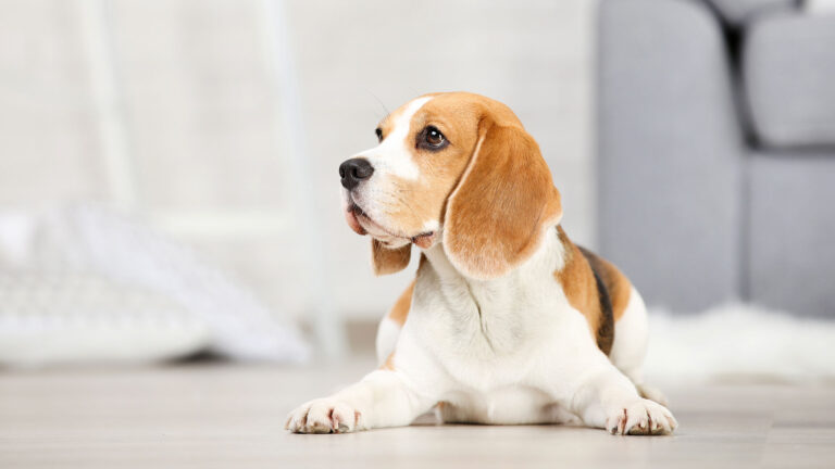 Beagle. Opis Rasy. Wygląd, Charakter, Cena - PETS STYLE