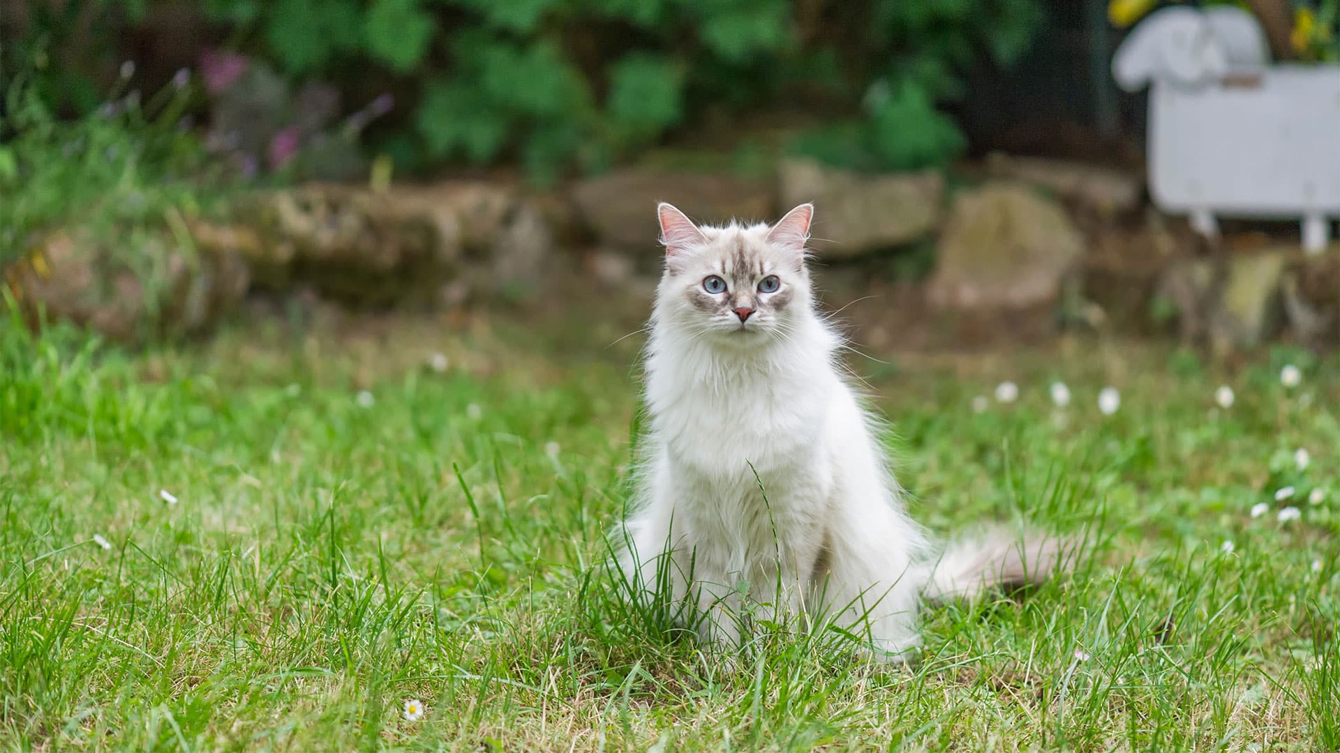 Neva Masquerade. Kot Syberyjski, Charakter, Cena - PETS STYLE