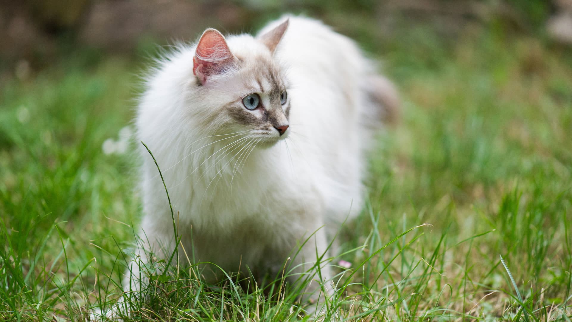 Neva Masquerade. Kot Syberyjski, Charakter, Cena - PETS STYLE