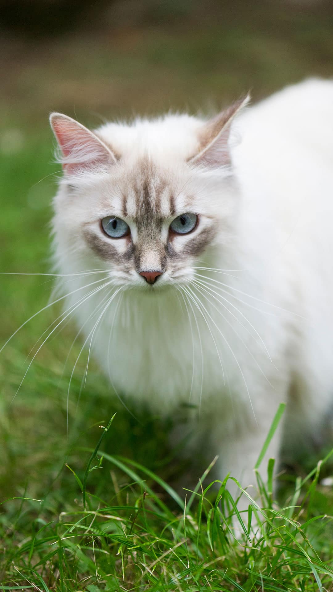 Neva Masquerade. Kot Syberyjski, Charakter, Cena - PETS STYLE