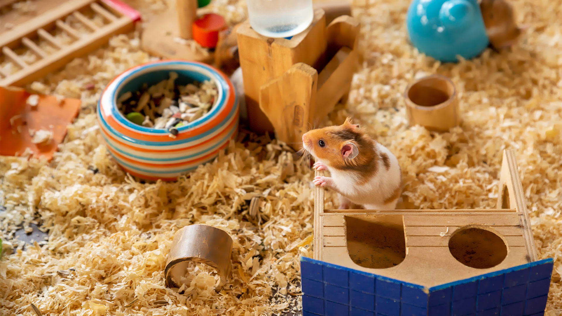 Chomik Syryjski Wygląd, Charakter, Cena, Zmysły - PETS STYLE