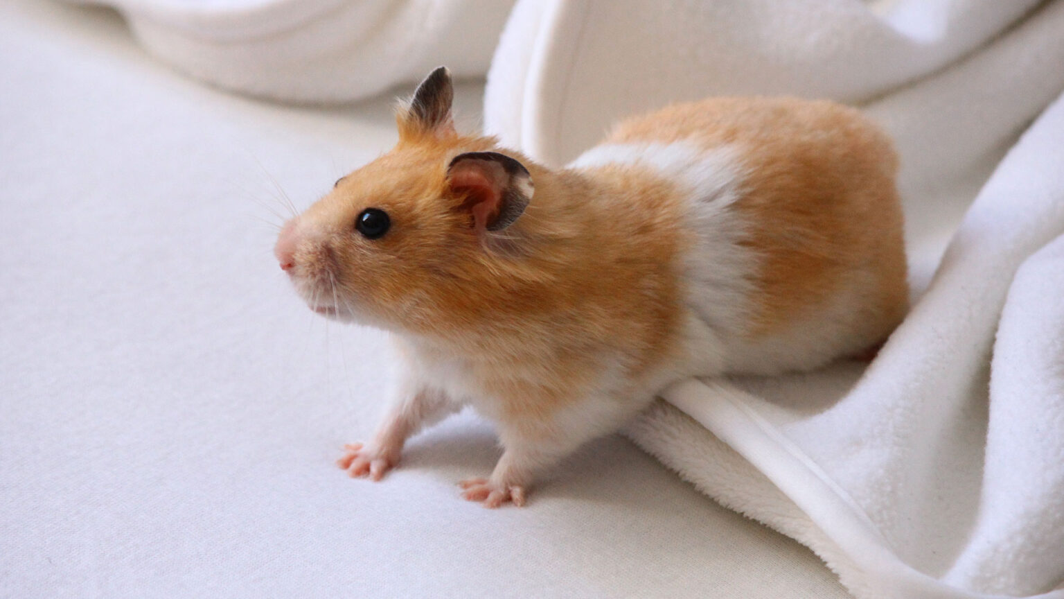 Chomik Syryjski Wygląd, Charakter, Cena, Zmysły - PETS STYLE