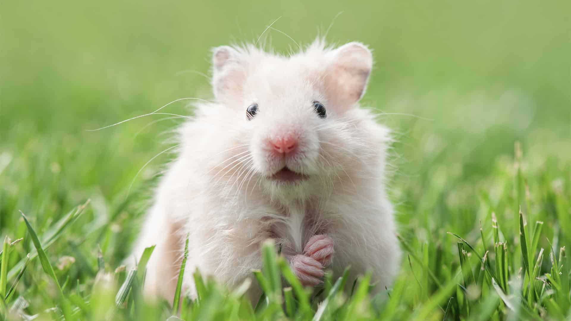 Ile żyje chomik? Ile kosztuje? Długość Życia a Rasy i Dieta - PETS STYLE