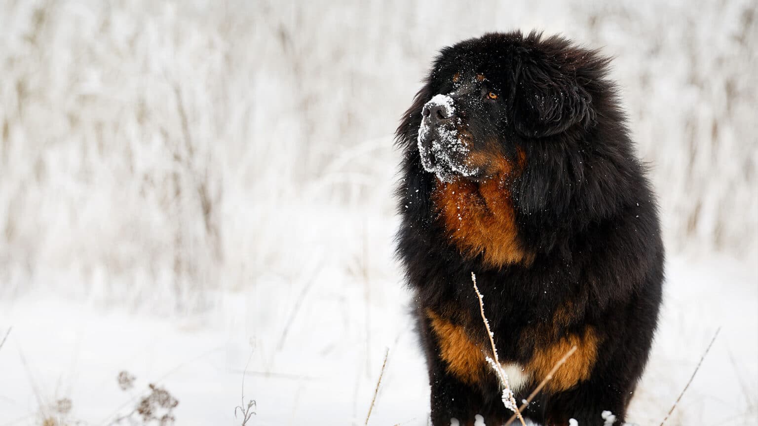 Mastif Tybetański - opis rasy, cena, charakter | Pets Style