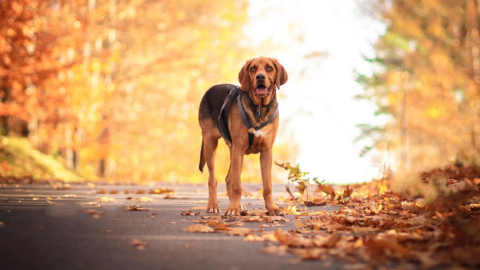 Ogar Polski. Charakter, Cena. Wady i Zalety. Opis Rasy - PETS STYLE