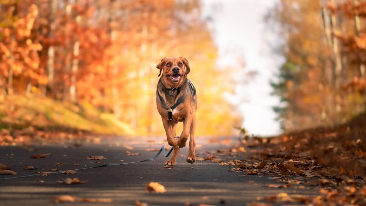 Ogar Polski. Charakter, Cena. Wady i Zalety. Opis Rasy - PETS STYLE