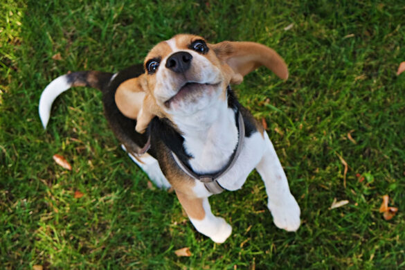 Beagle. Opis Rasy. Wygląd, Charakter, Cena - PETS STYLE