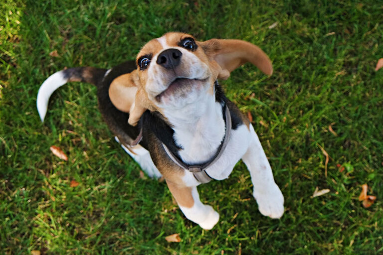 Beagle. Opis Rasy. Wygląd, Charakter, Cena - PETS STYLE