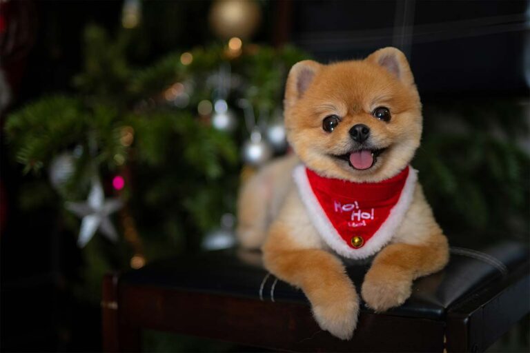 Piesek Boo – to nie rasa psa! | Blog - PETS STYLE