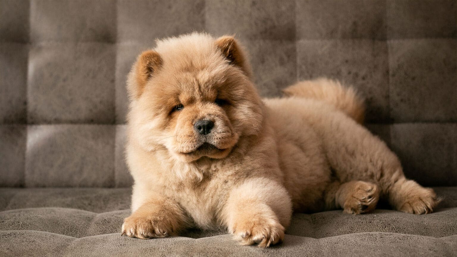 Chow-chow. Wszystko o Rasie. Charakter, Cena, Długość Życia - PETS STYLE