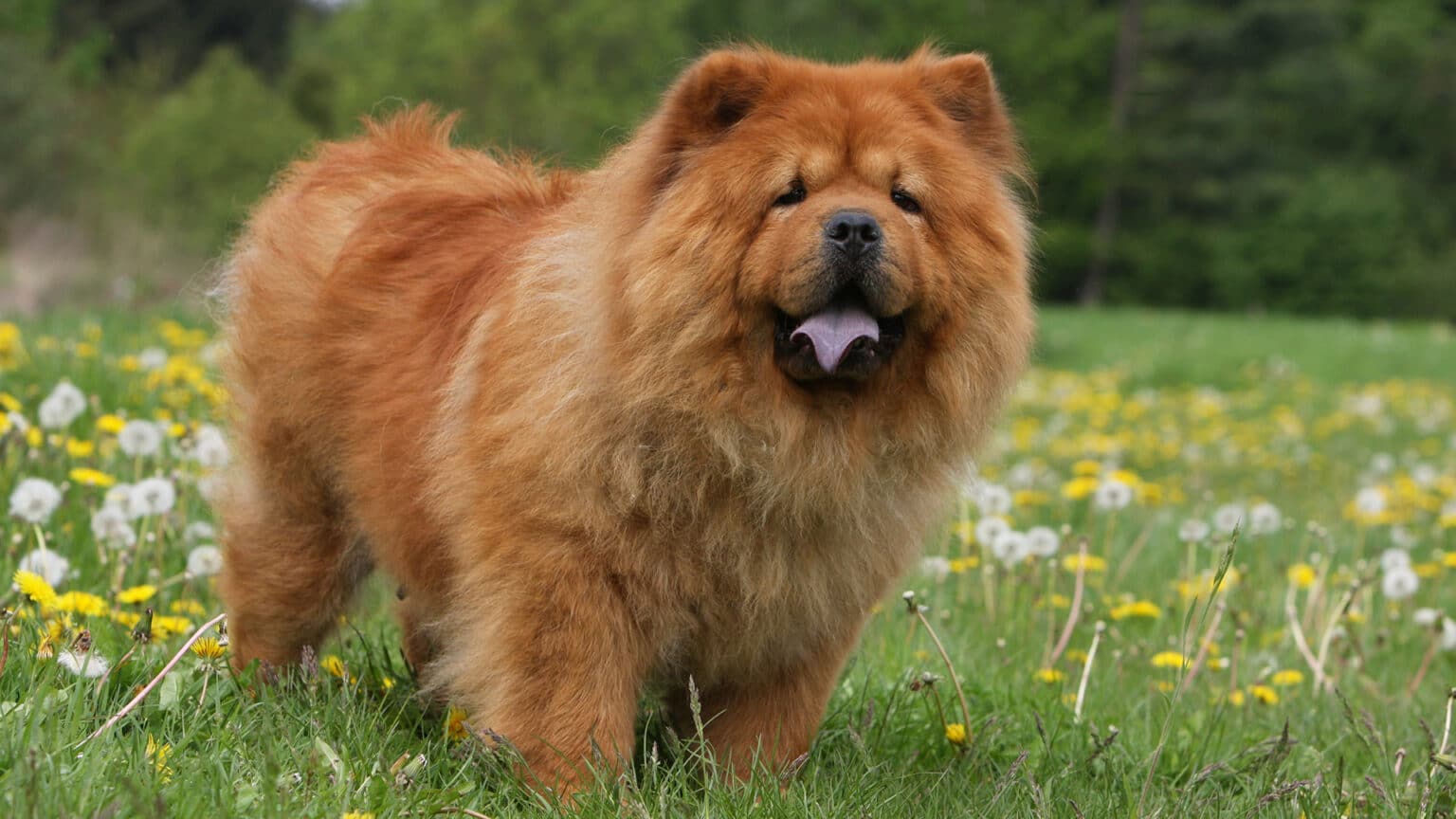 Chow-chow. Wszystko o Rasie. Charakter, Cena, Długość Życia - PETS STYLE