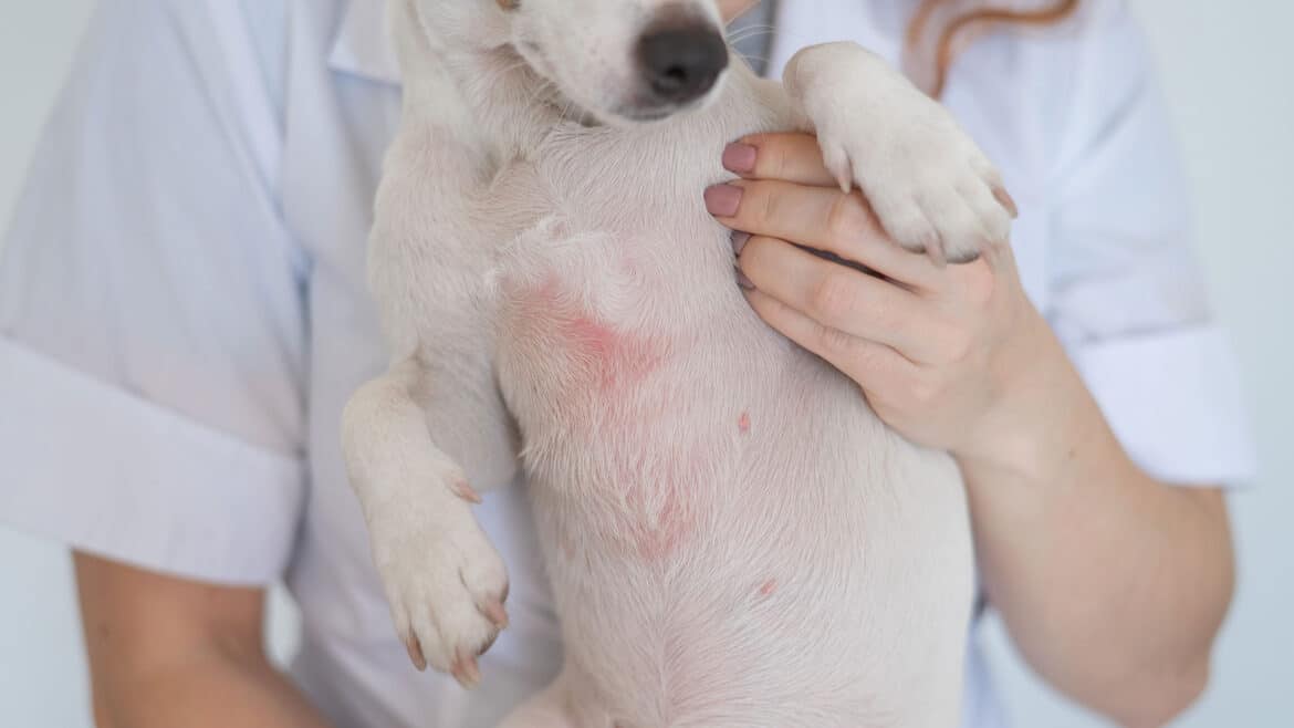 Choroby skóry u psa - przyczyny, objawy, leczenie| PETS STYLE