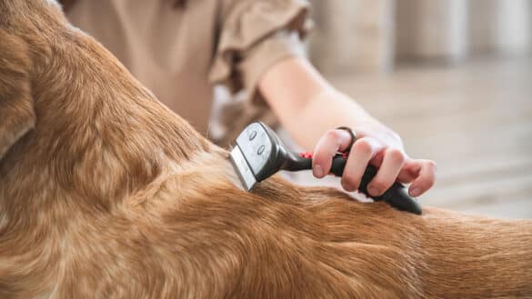 Choroby skóry u psa - przyczyny, objawy, leczenie| PETS STYLE