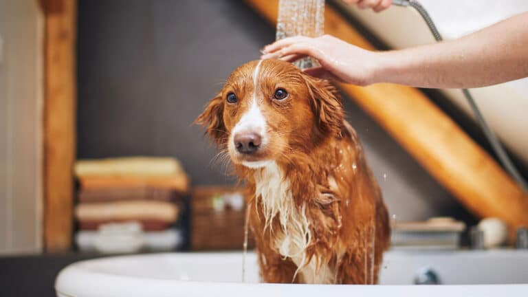 Choroby skóry u psa - przyczyny, objawy, leczenie| PETS STYLE