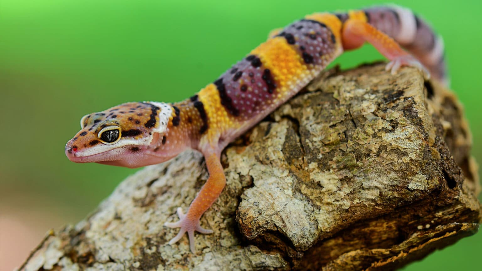 Gekon Lamparci. Cena, Długość Życia, Odmiany Barwne - PETS STYLE