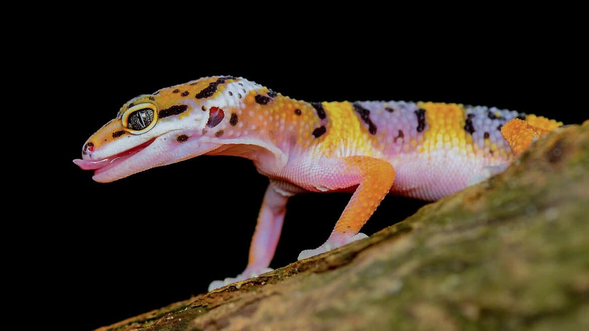 Gekon Lamparci. Cena, Długość Życia, Odmiany Barwne - PETS STYLE